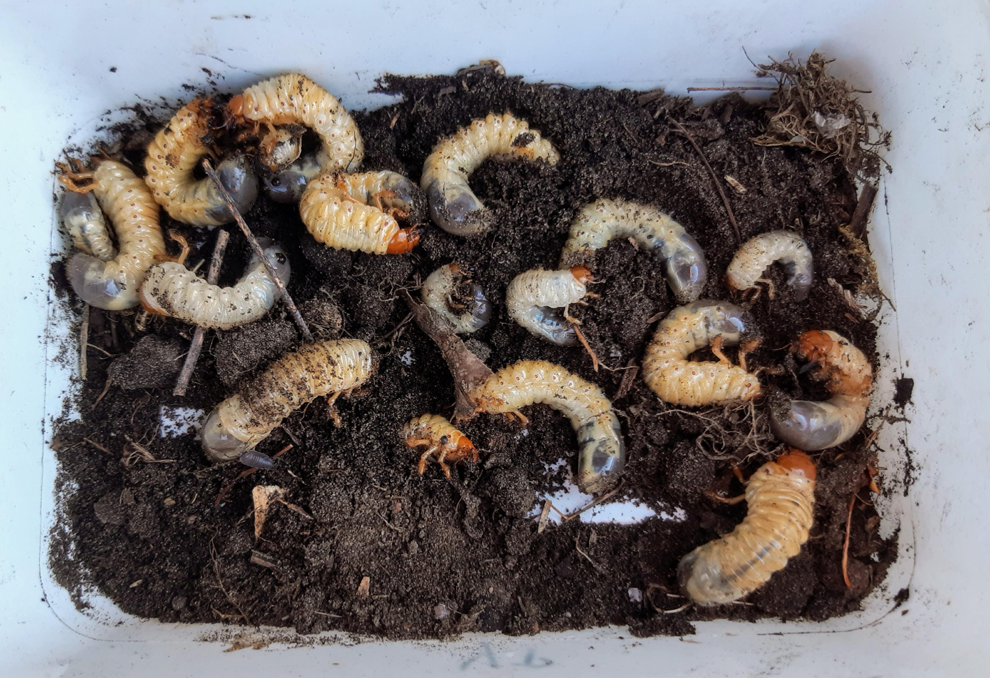 Nieuws – Oostermeen